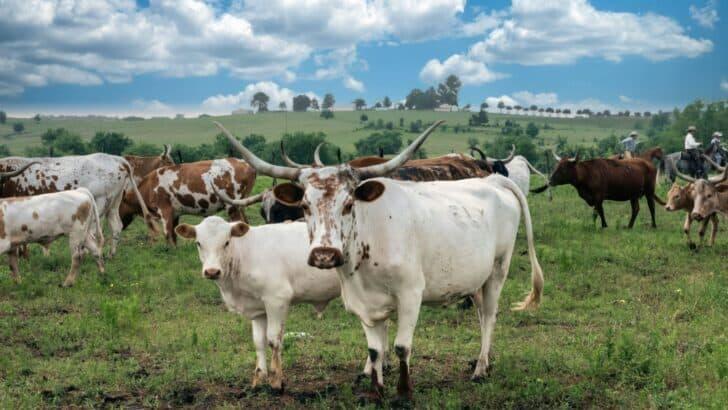 Meet the Animals of the American Farm (and What They Do!) - NewsBreak