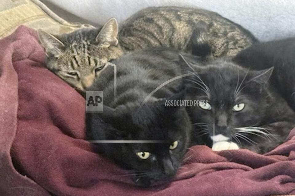 California man says two of his cats died after drinking raw milk ...