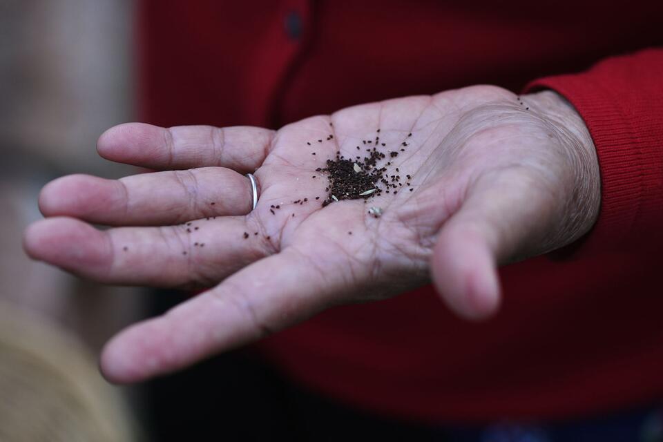 Sowing Wildflower Seeds: A Hands‐On Workshop For Pollinator-Friendly ...