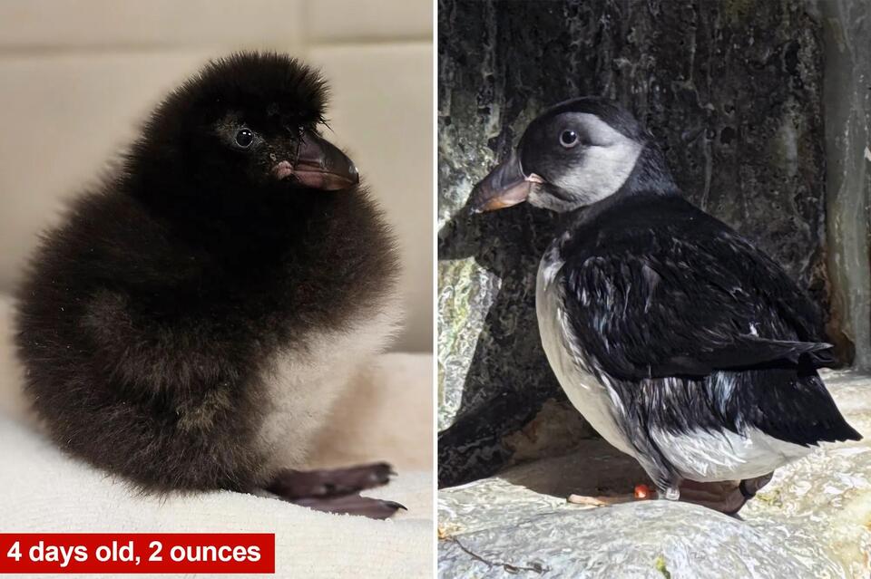 New wing man! Adorable baby puffin now starring at Central Park Zoo ...