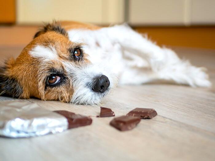Marijuana Toxicity in Dogs: Understanding Risks and Prevention