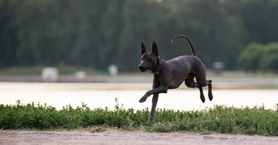 The 30 Most Unusual and Uncommon Dog Breeds - NewsBreak