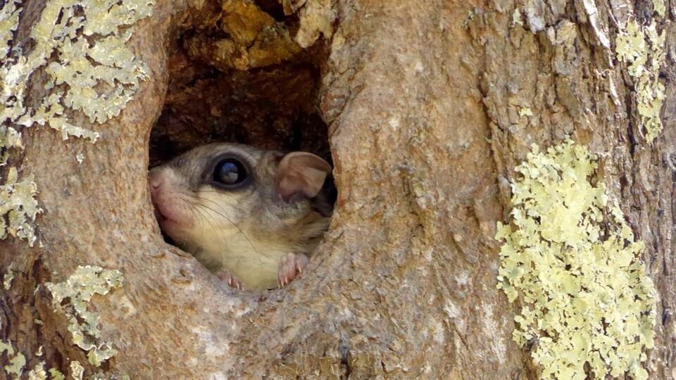 Flying Squirrels in Your Attic? Wildlife Experts Say Don't Remove Them ...