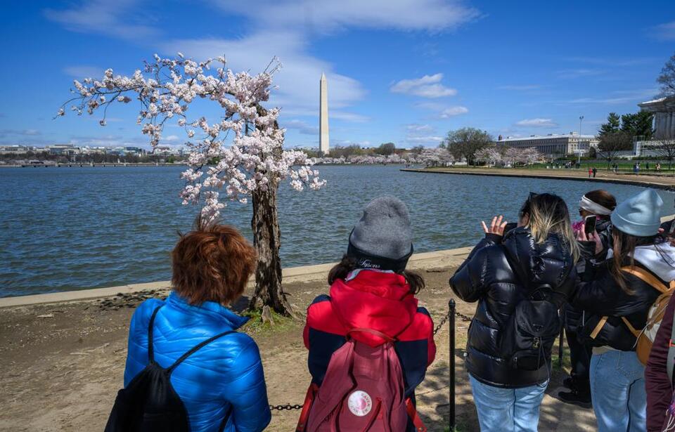Beloved DC cherry tree ‘Stumpy’ was chopped down thanks to climate ...