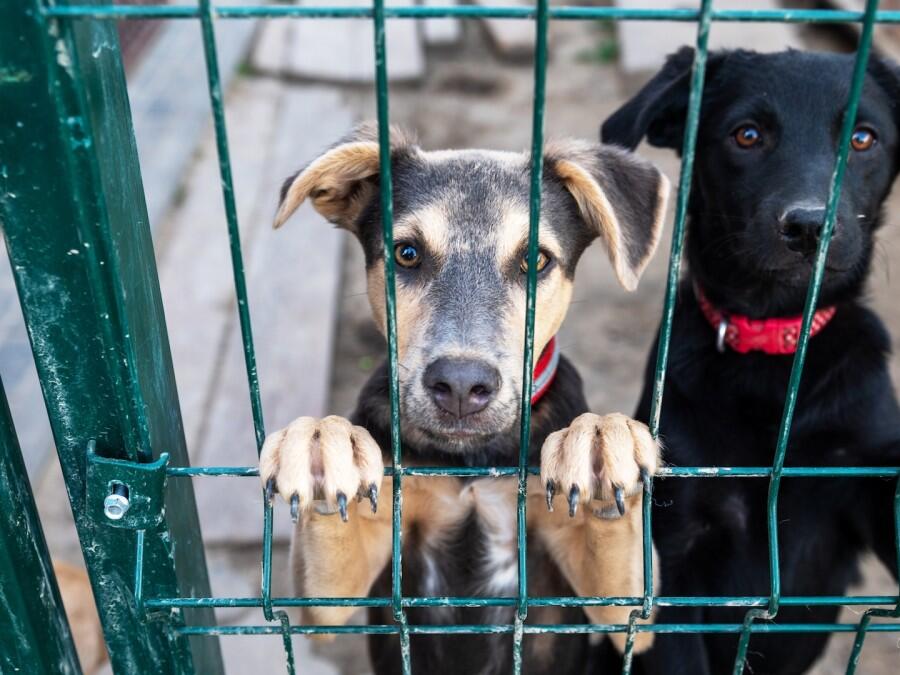 Humane Society Pikes Peak Lists Their Most 'Unique' Dog Breeds