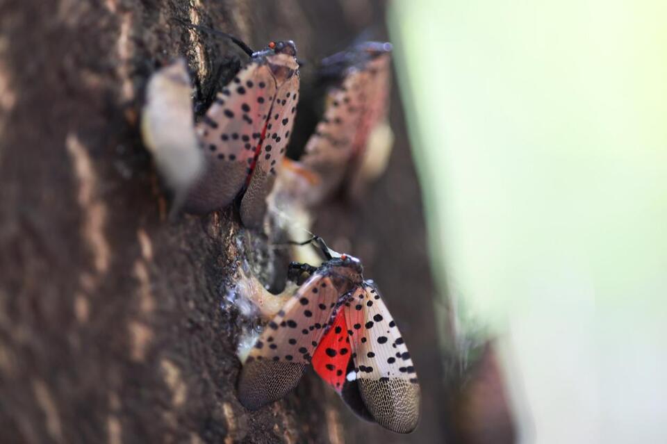 Spotted Lantern Flies Return: NJ Hotspots Revealed - NewsBreak
