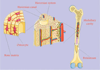 Basic concepts regarding fracture healing and the current options and ...