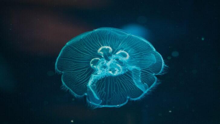 The Brightest Animal Lives in the Sea - NewsBreak