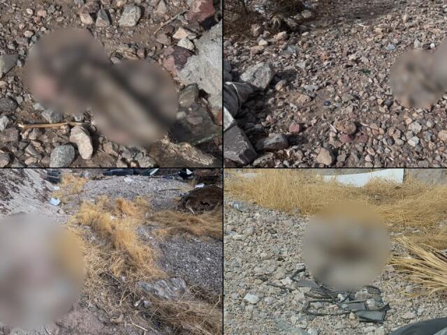 Why are there so many dead animals being dumped in the east valley ...