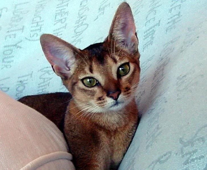 The Abyssinian — One of the Oldest (and Most Active) Cat Breeds - NewsBreak