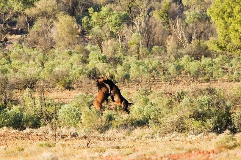 Thousands of wild horses will be shot from helicopter in brutal cull to ...