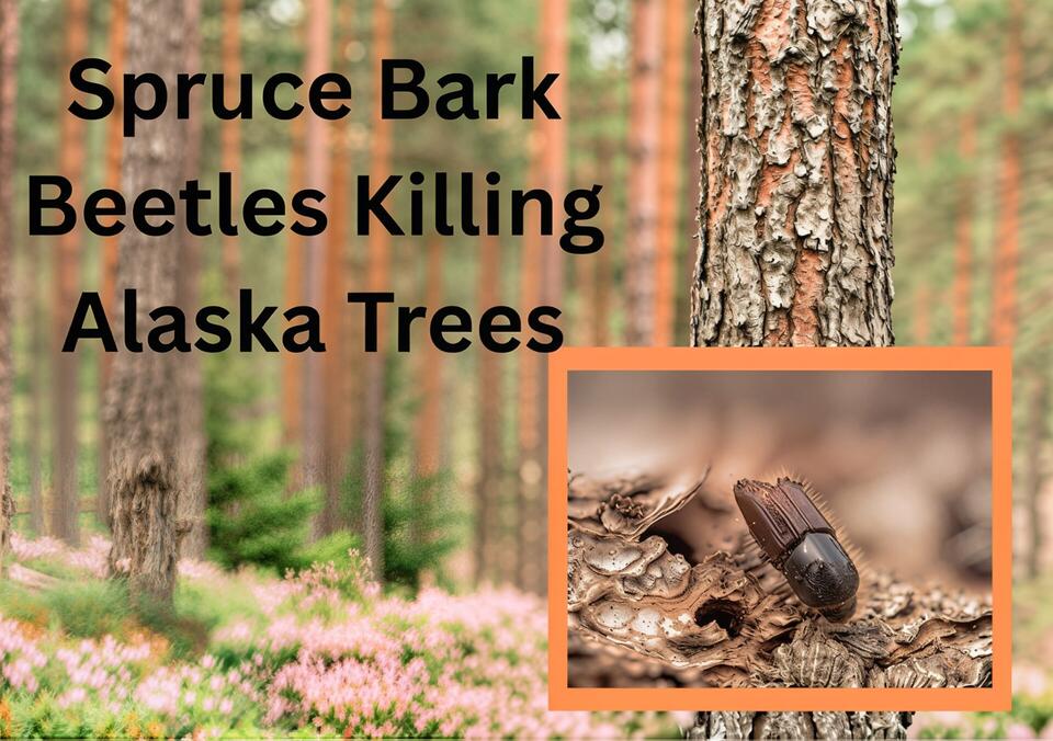 Spruce Bark Beetles Are Killing Alaska’s Spruce: What You Need to Know ...