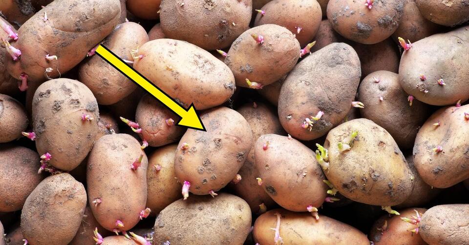 “Don’t Eat These!”: If Your Potatoes Start Looking Like This, Experts ...