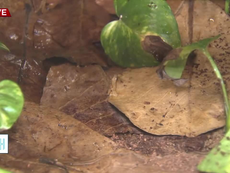 Rainforest Exhibit At Tulsa Zoo Grows Poison Dart Frogs Population