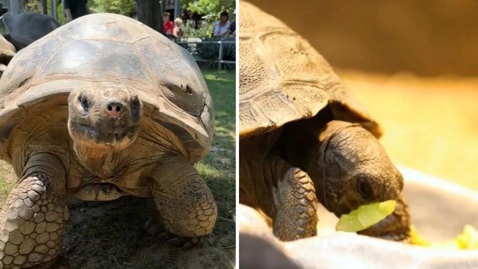 100-Year-Old Critically Endangered Tortoise Becomes The Oldest First ...