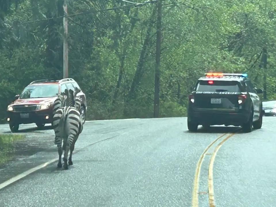 North Bend residents help corral missing zebras