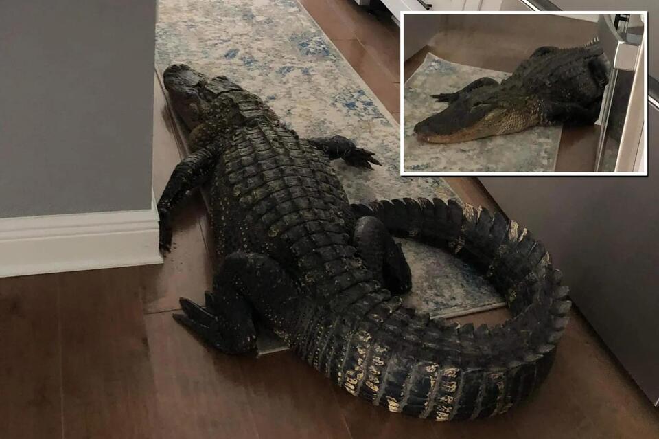 Florida woman shocked to find nearly 8-foot alligator in her kitchen ...
