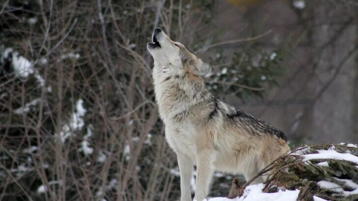 Why Do Wolves Howl at the Moon? - NewsBreak
