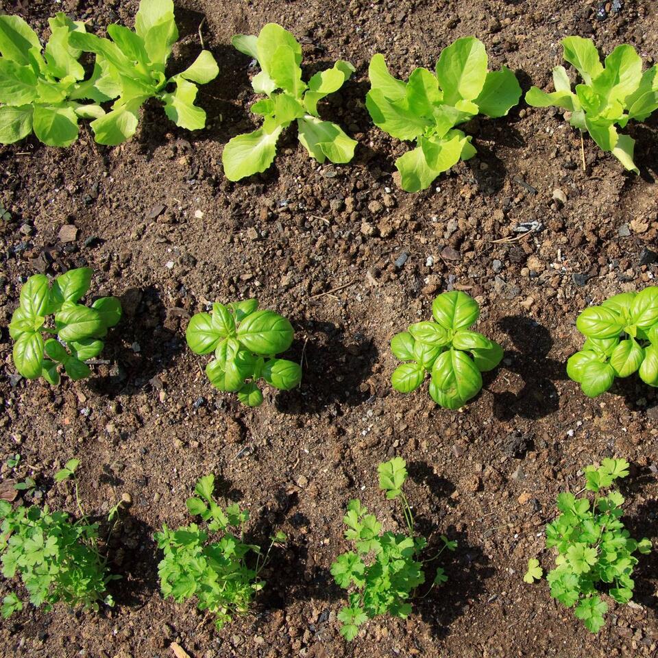 Guide to Vegetable Garden Layout, Plans, and Spacing – Plan the Perfect ...