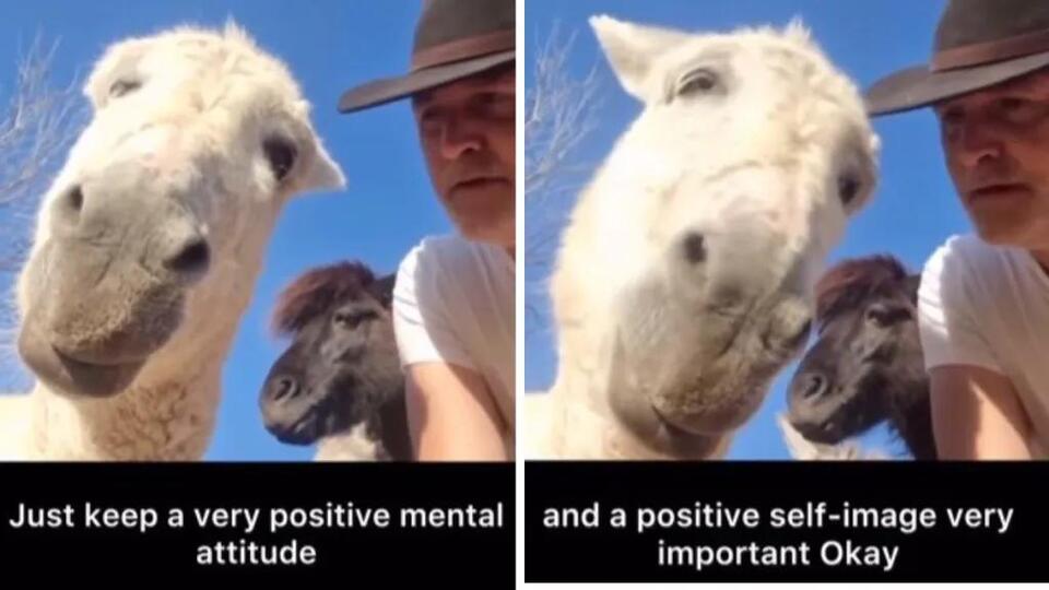 Man Gives Donkey Cutest Pep Talk, “One Of The Most Handsome Donkeys I ...