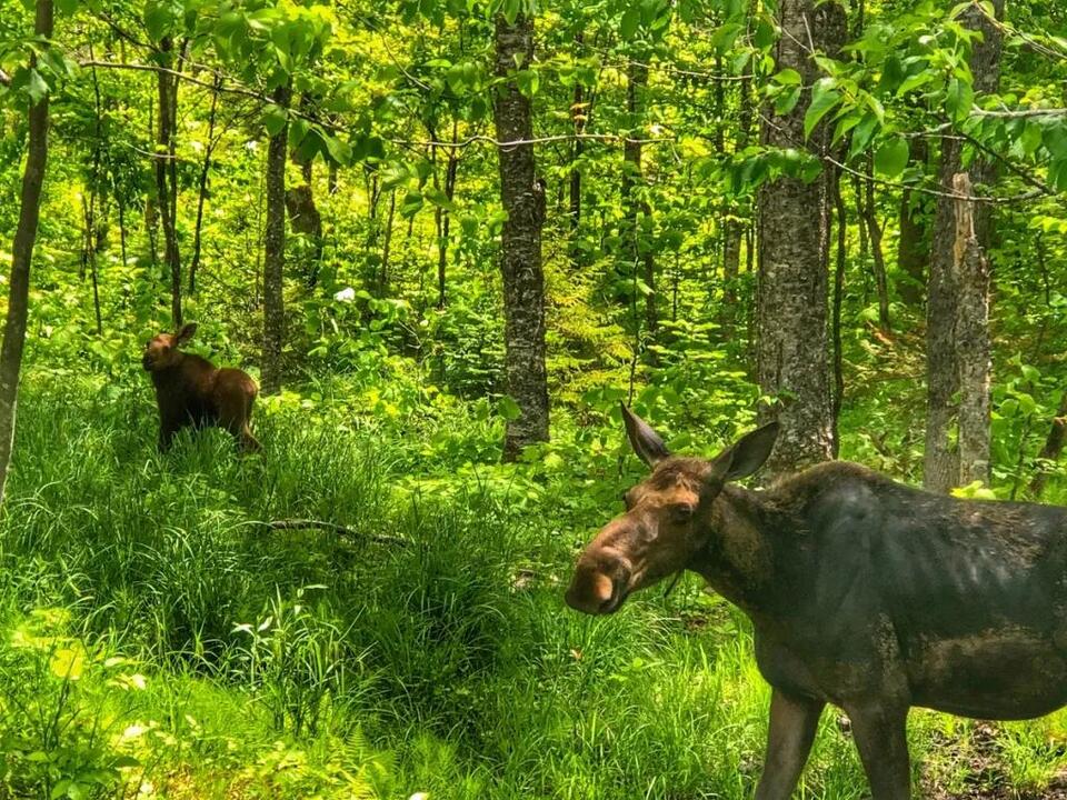 Here’s the proposed number of Maine moose permits for each hunting zone ...