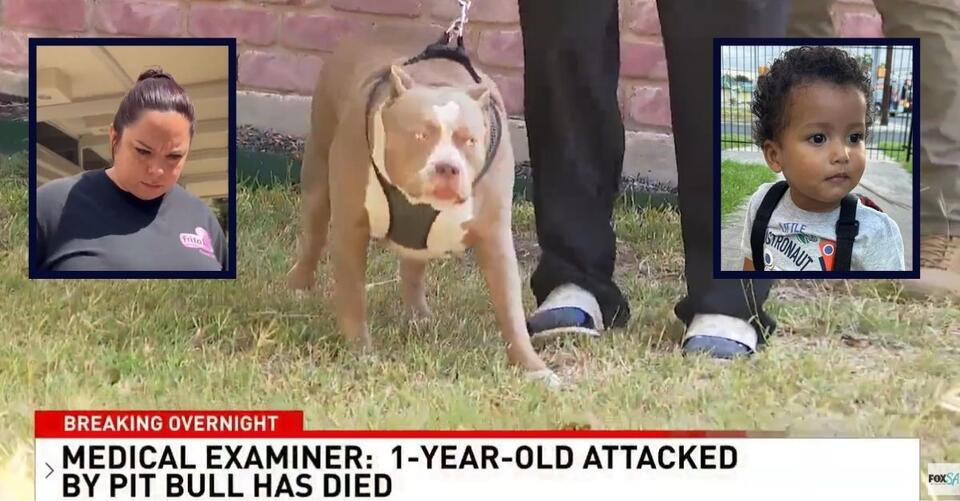 'Tug-of-war for the baby': Babysitter's vicious dogs kill 1-year-old ...