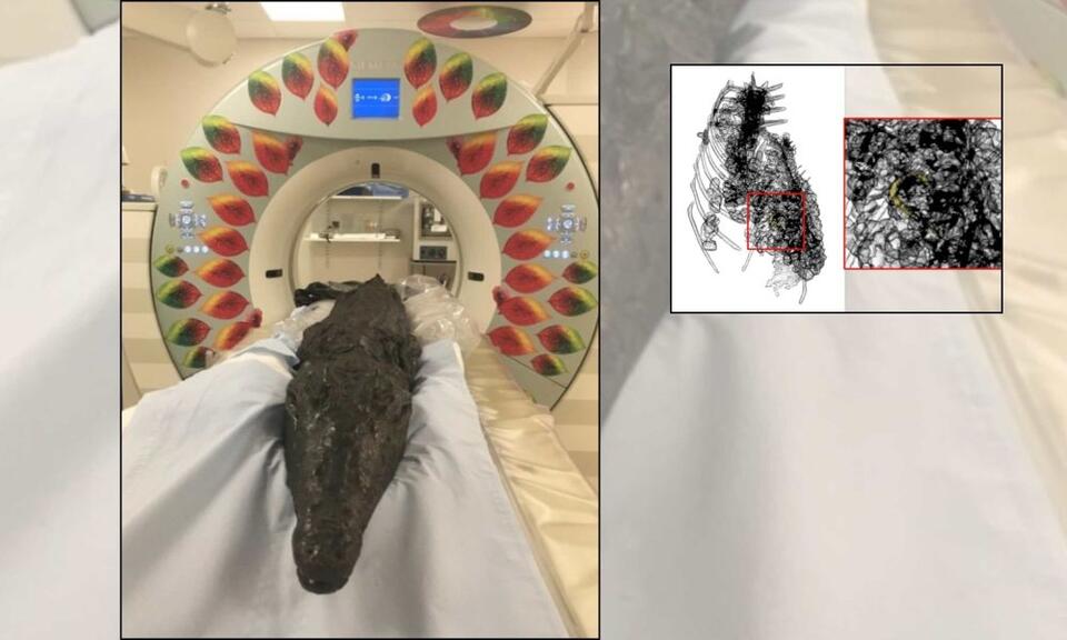Crocodile mummy discovered in Egypt with stomach contents intact ...