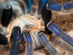 Electric Blue, Cobalt Blue and Green Bottle Blue: Meet The Famous Blue ...