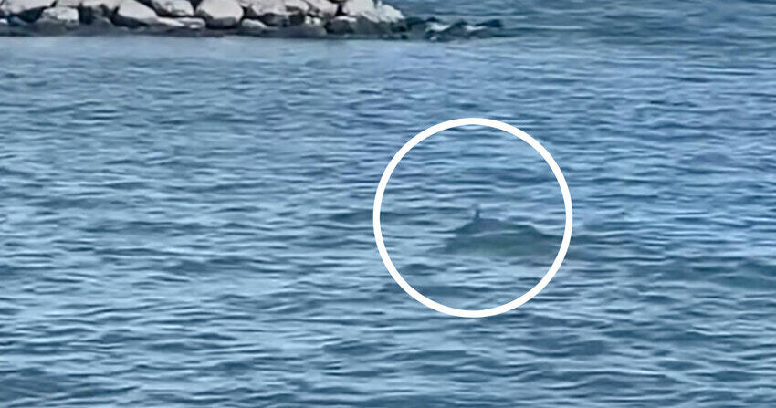 DNR recalls shark sightings in Chesapeake - NewsBreak