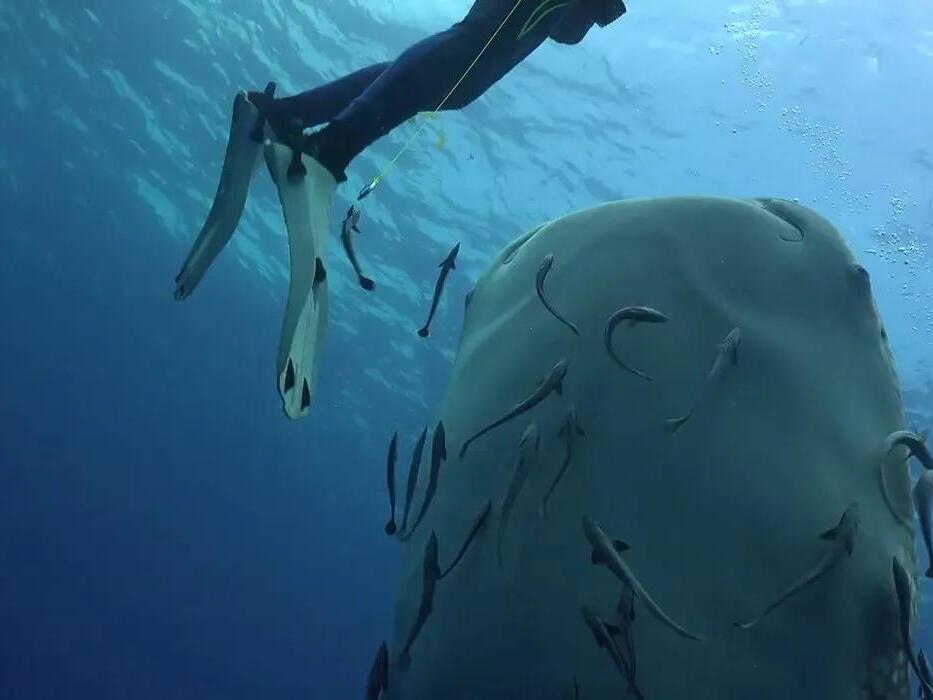 People are just discovering that sharks have teeth covering their eyeballs