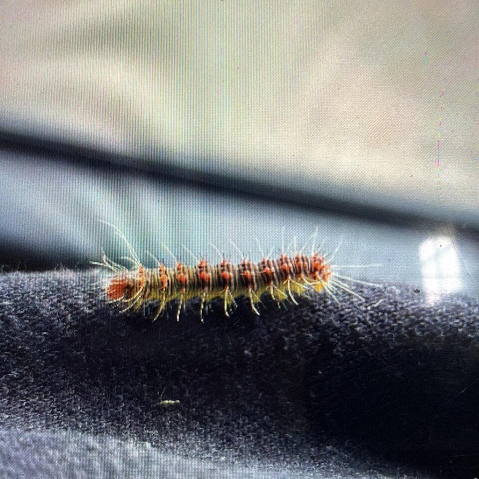 Maple Dagger Caterpillar Found at Charleston Falls - NewsBreak