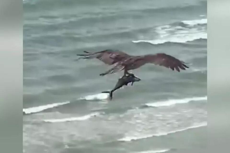 It’s a Bird, It’s a Plane… Wait, Is That a Shark Flying High in the Sky ...