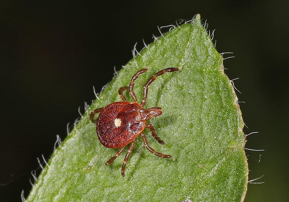 Baby Ticks (Seed Ticks): 6 Pictures and How to Get Rid of Them - NewsBreak