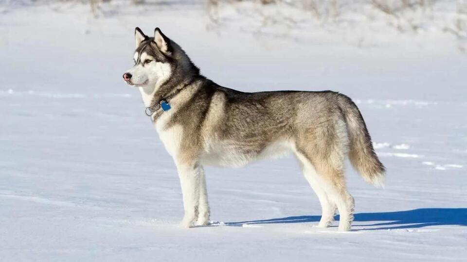 9 Cool Dog Breeds with Personality That Will Surprise You - NewsBreak