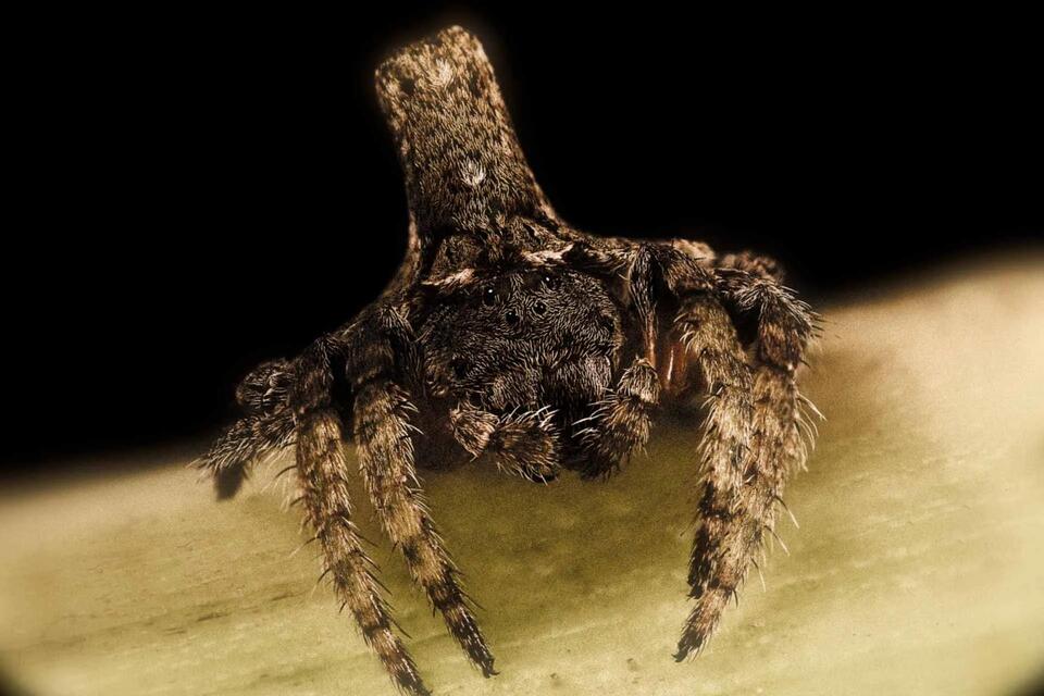 Australian wrap-around spider disappears into tree bark in astonishing ...
