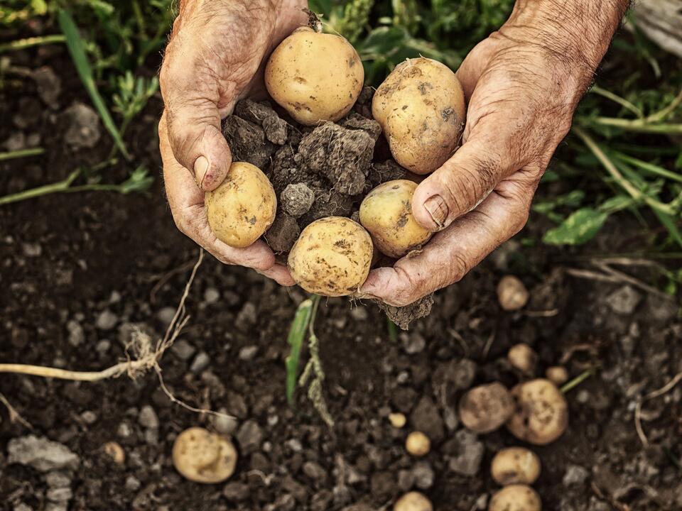 An Idaho potato farm threatened to fire foreign workers and deport them ...