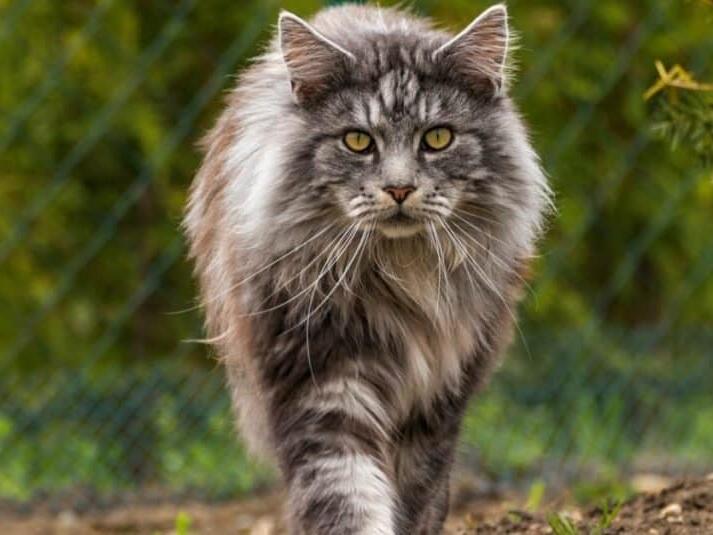 How Old Is the Oldest Maine Coon Ever?