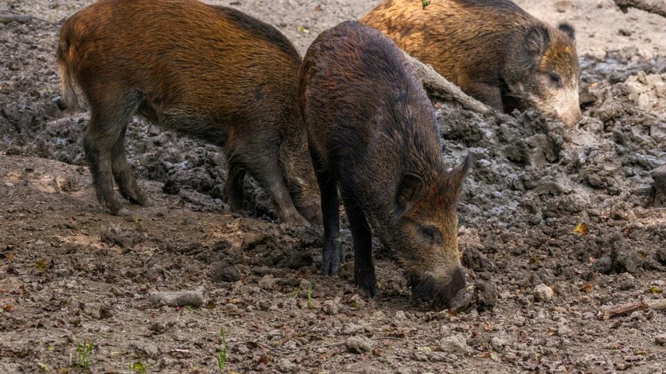 Why feral hog damage costs states millions each year - NewsBreak
