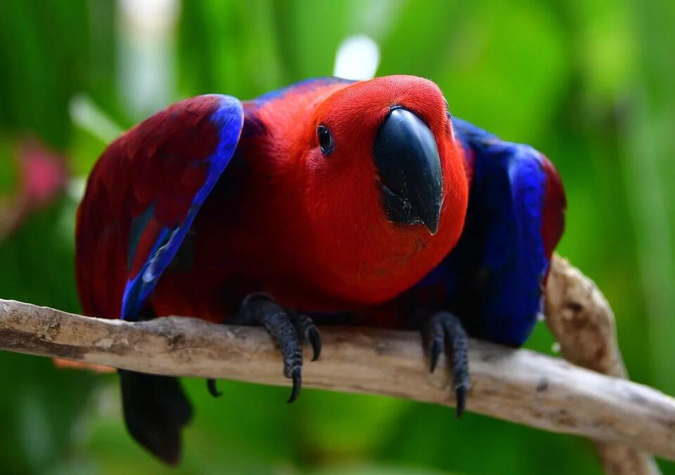 17 Most Endangered Birds in the World - NewsBreak