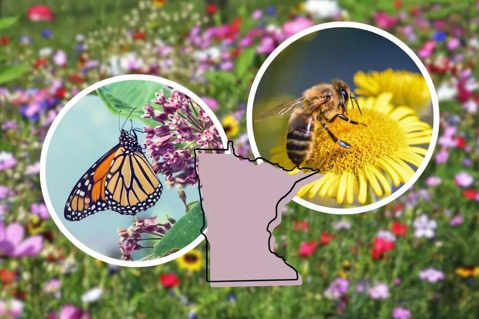 How to Get Paid to Plant Pollinator-Friendly Flowers in Minnesota ...