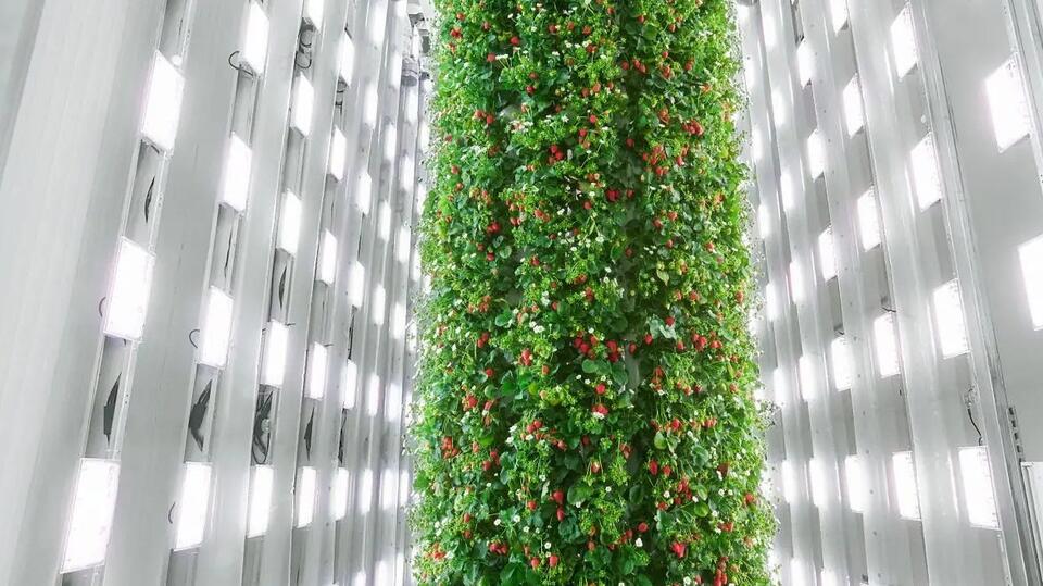 Virginia’s first indoor vertical strawberry farm opens in Chesterfield ...