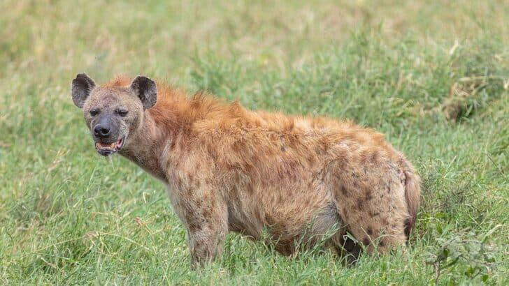 How the Spotted Hyena’s Scent Marks its Territory - NewsBreak
