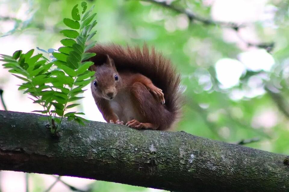 Can You Own a Squirrel in Georgia? What the Law Actually Says - NewsBreak