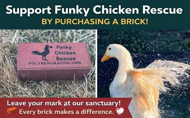 Funky Chicken Rescue Launches Community Brick Fundraiser To Complete ...