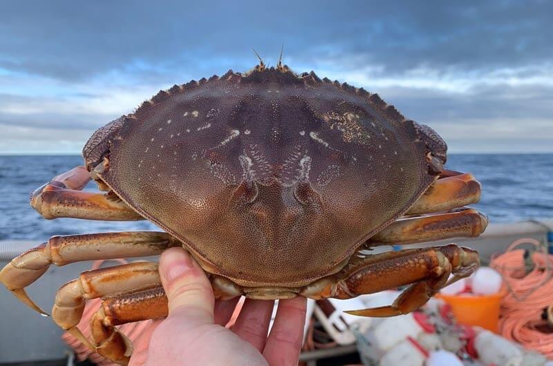 Commercial Dungeness Crab Fishery to Open Jan. 5 in Central California ...
