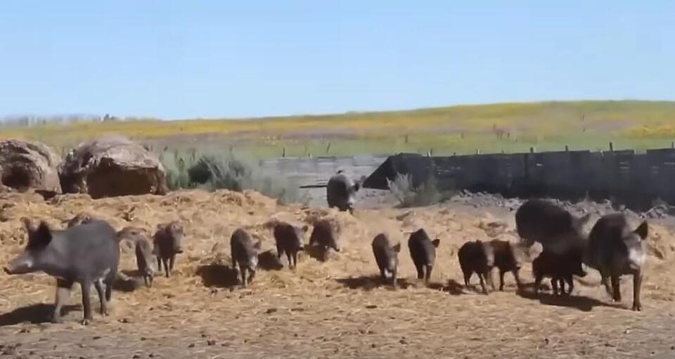 Keep An Eye Out For Invasive ‘Super Pigs’ Coming To Minnesota From ...