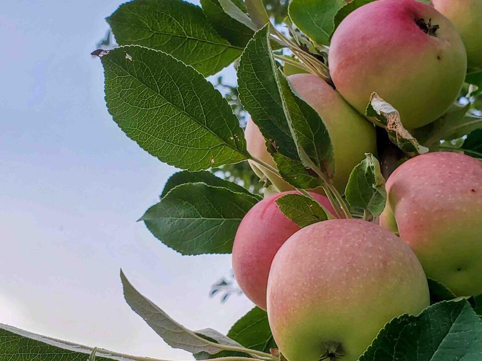 A Guide to Minnesota's Best Apple Varieties