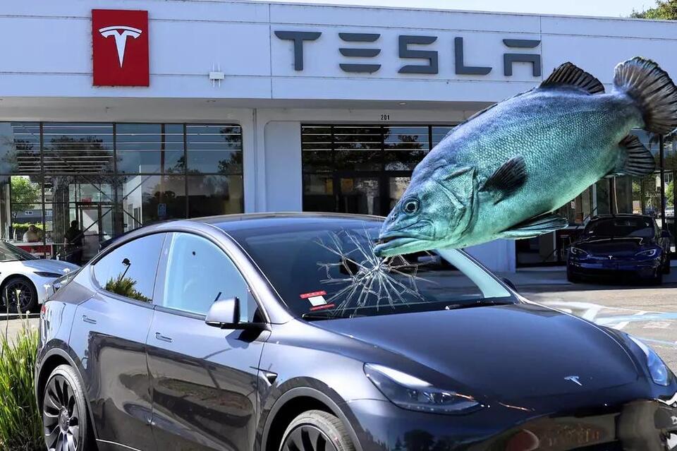 Tesla Windshield Shattered by Random Fish That Fell From the Sky ...