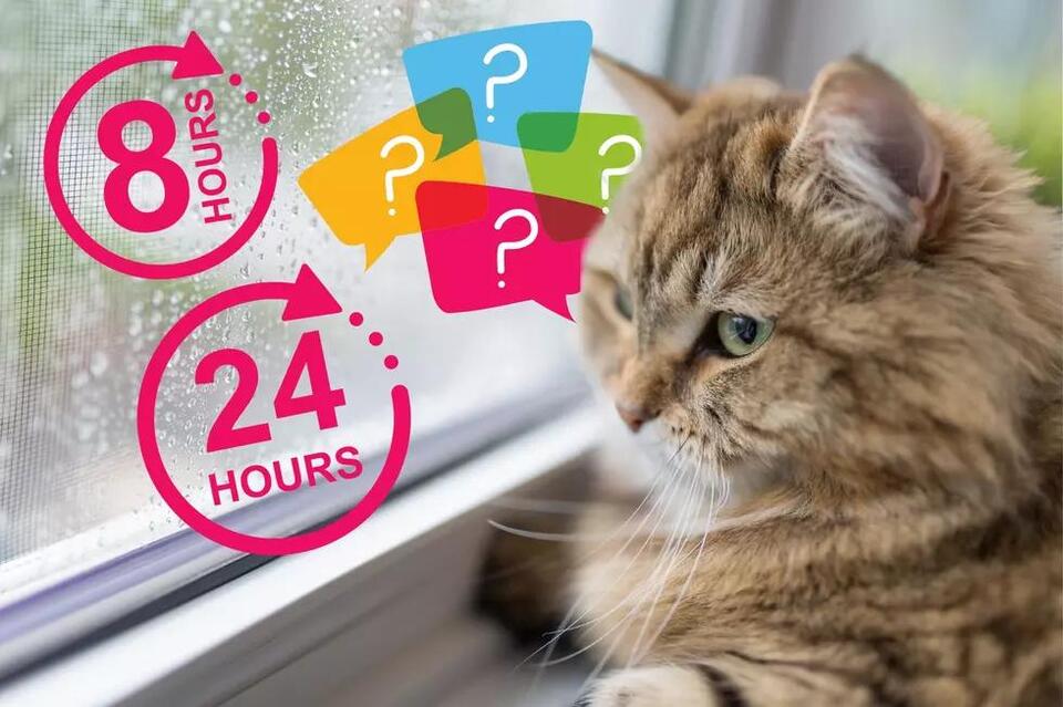 How Long Can You Leave Your Cat Home Alone? - NewsBreak