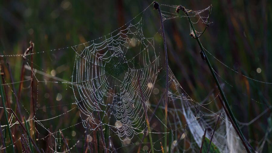 Spider season arrives in Western WA: Why webs are everywhere this fall ...